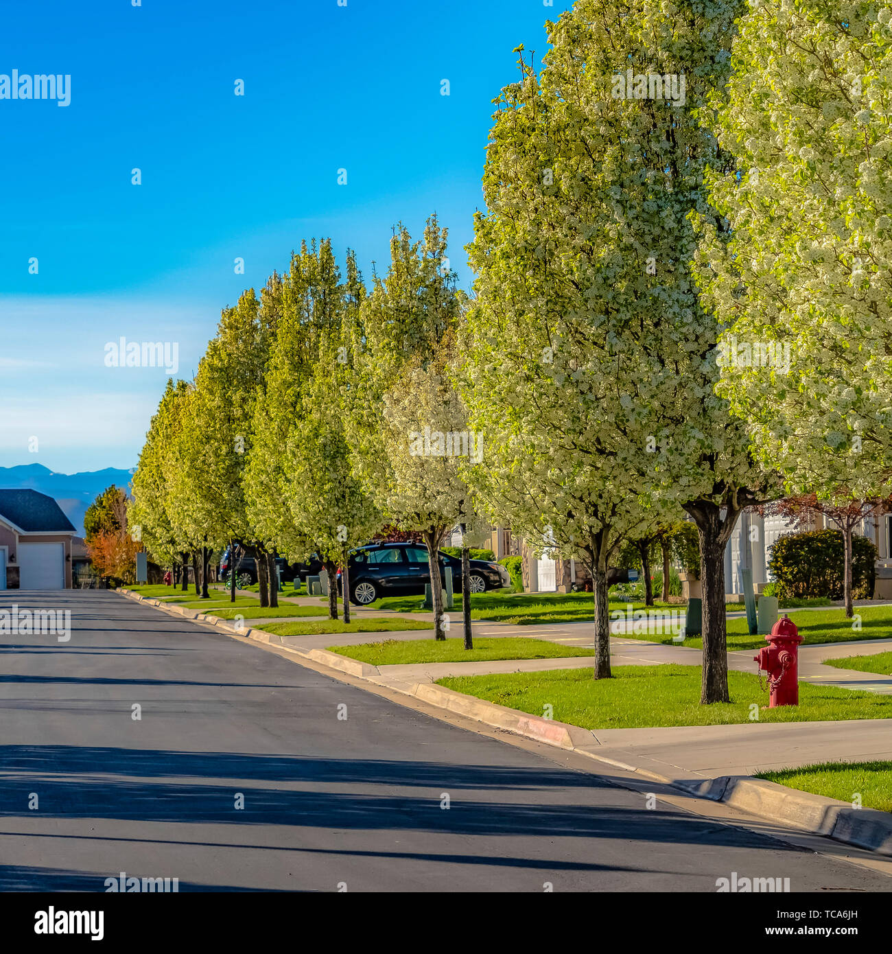 Square Road lined with houses and white flowering trees on a sunny ...