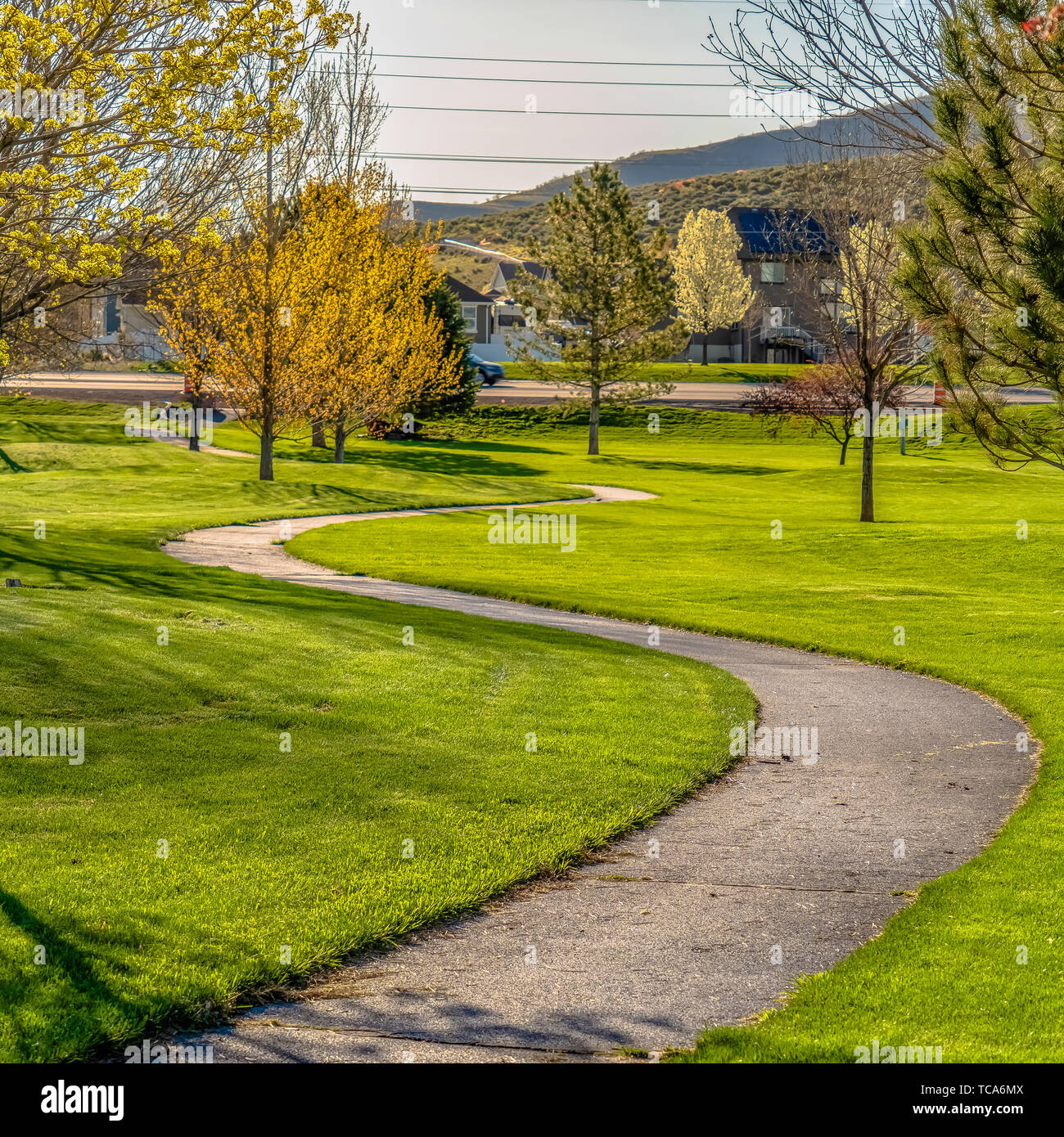 Frame Square Grassy terrain with a winding pathway and young trees ...