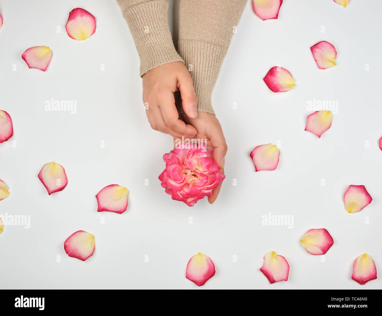 two hands of a young girl with smooth skin and pink rose petals on a ...