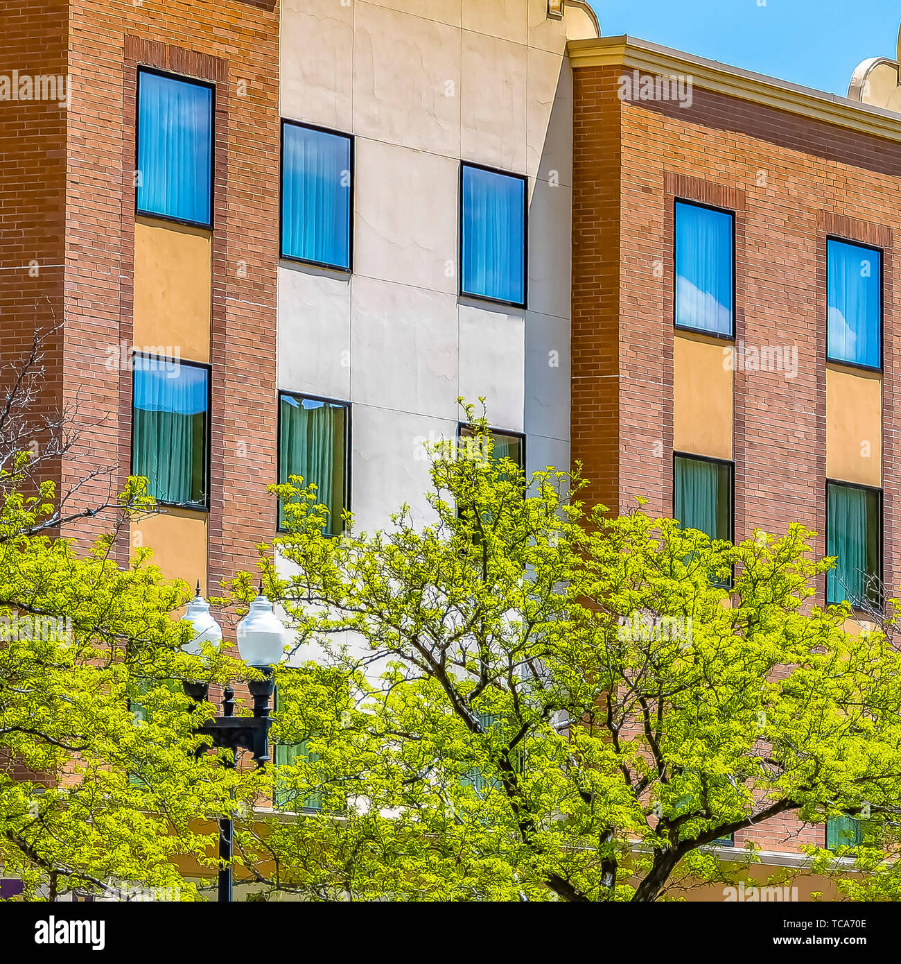 Square Trees with bright green foliage against a residential building ...