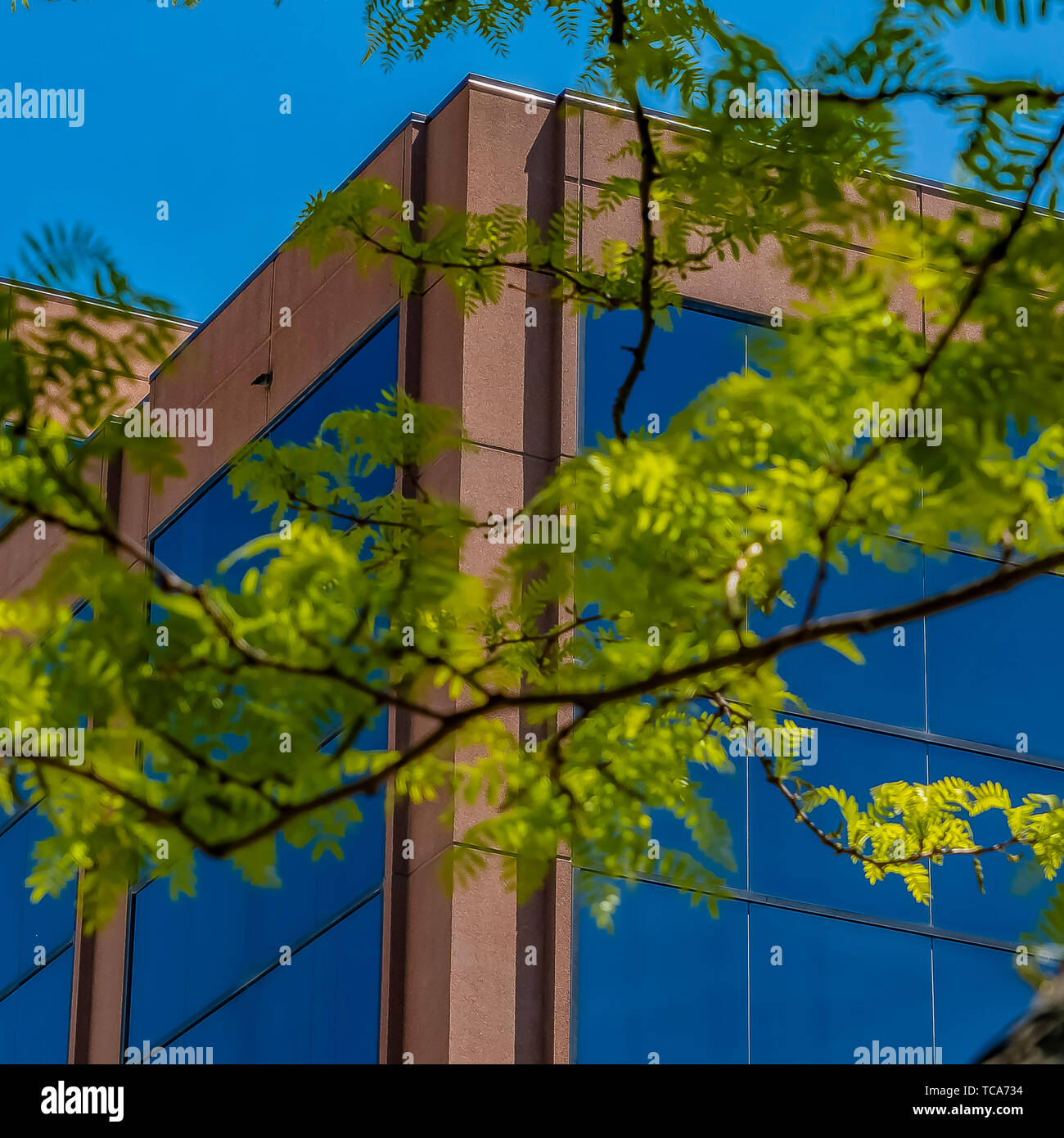 Square Building seen through a tree with lush leaves and branches ...