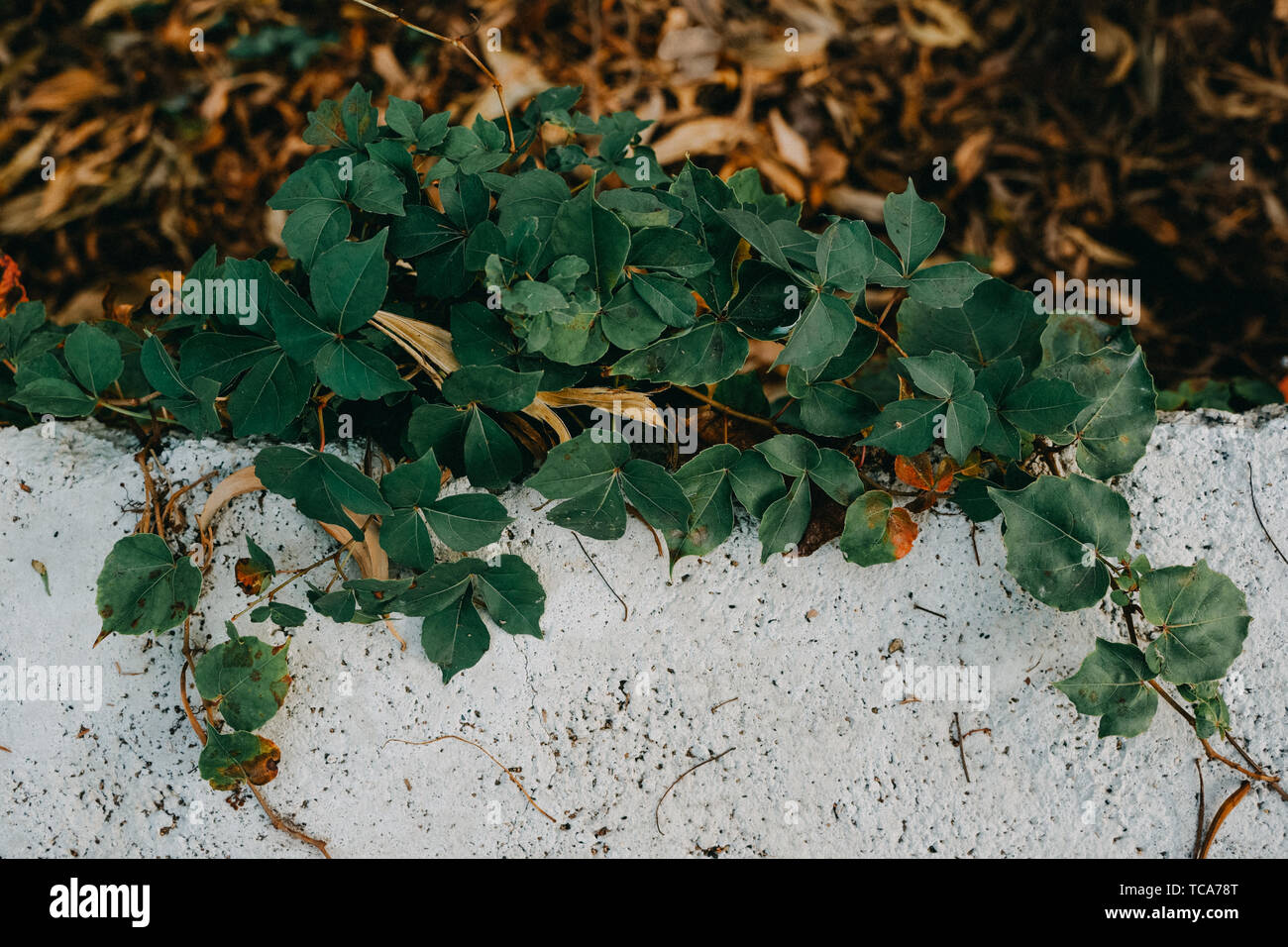 Understated tone hi-res stock photography and images - Alamy