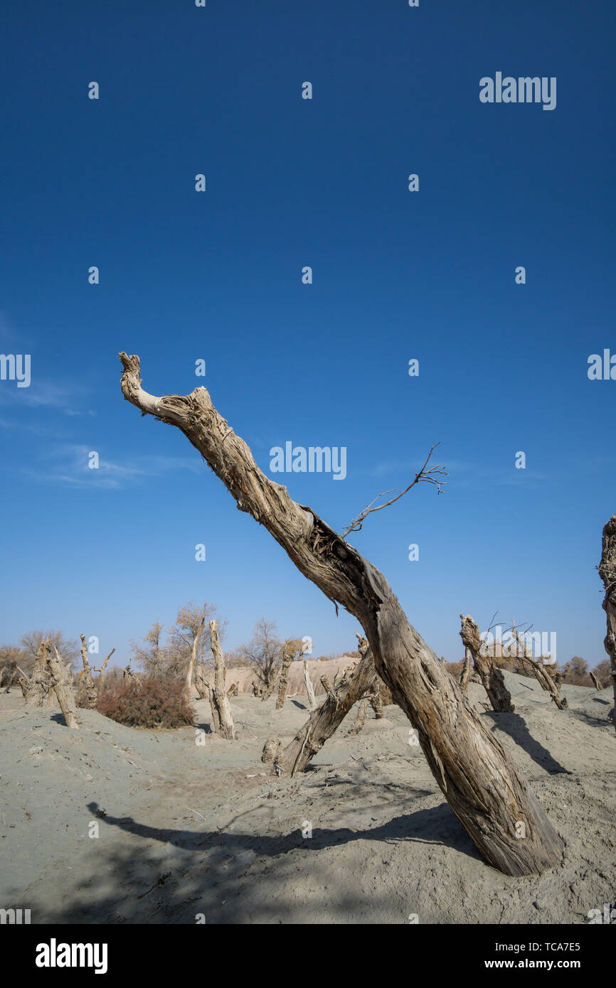 Poplar, dead tree, standing, not falling, desert Stock Photo - Alamy