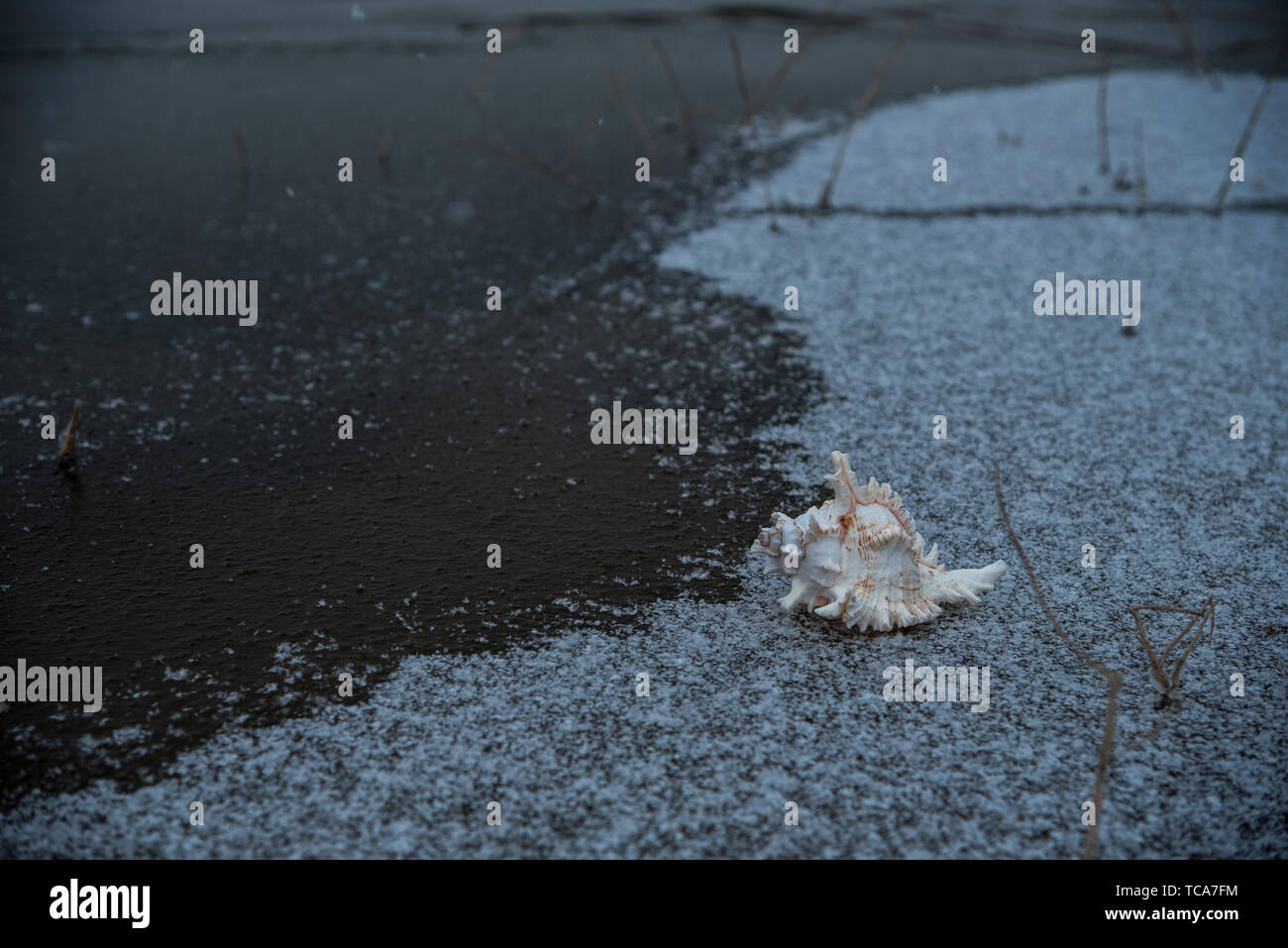 Conch on the ice Stock Photo - Alamy