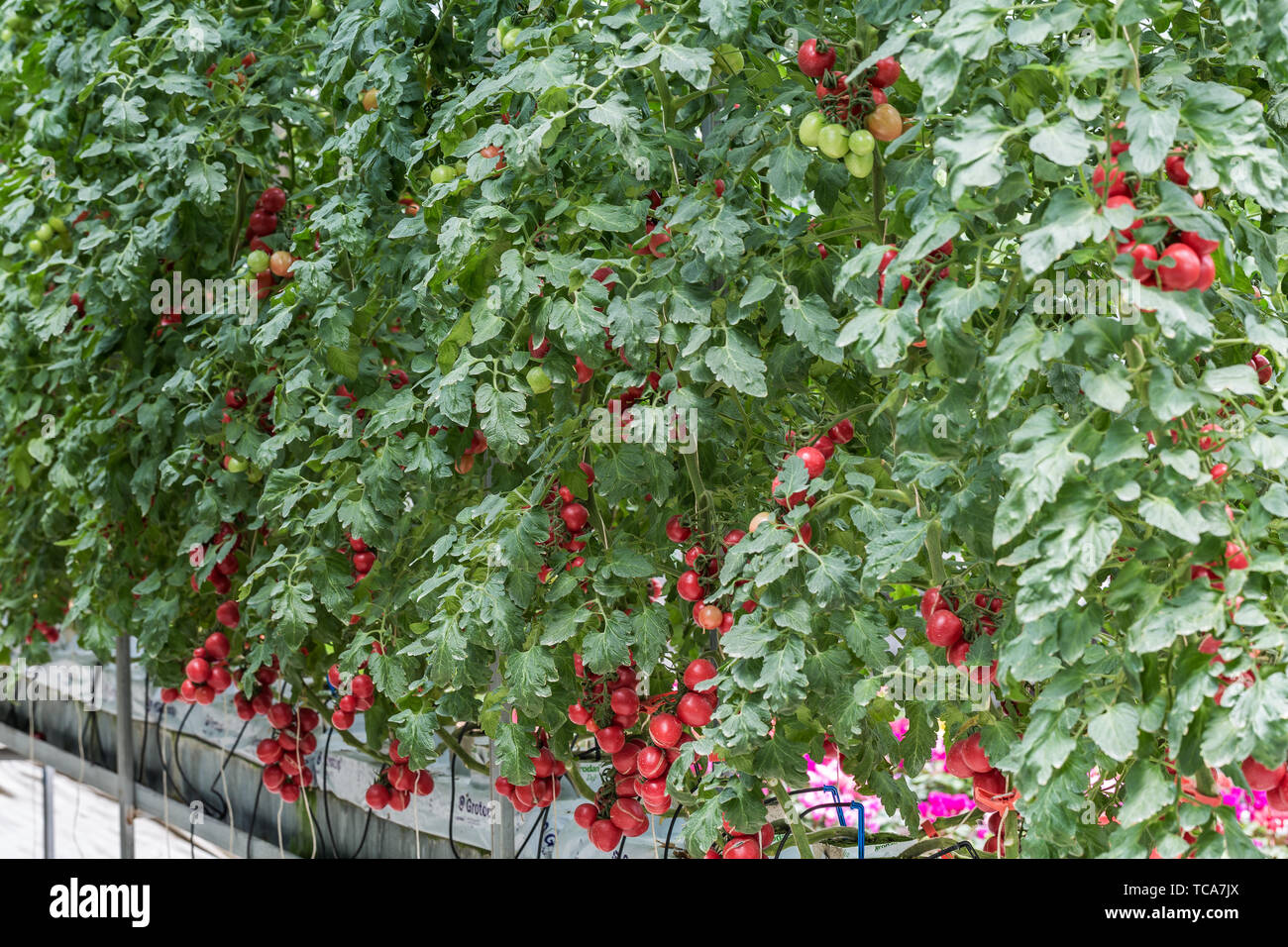 Healthy climbing plants with immature crops hi-res stock photography ...