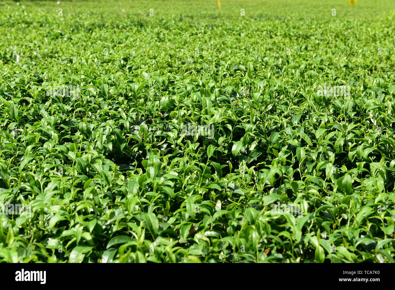 Tea garden scenery Stock Photo - Alamy
