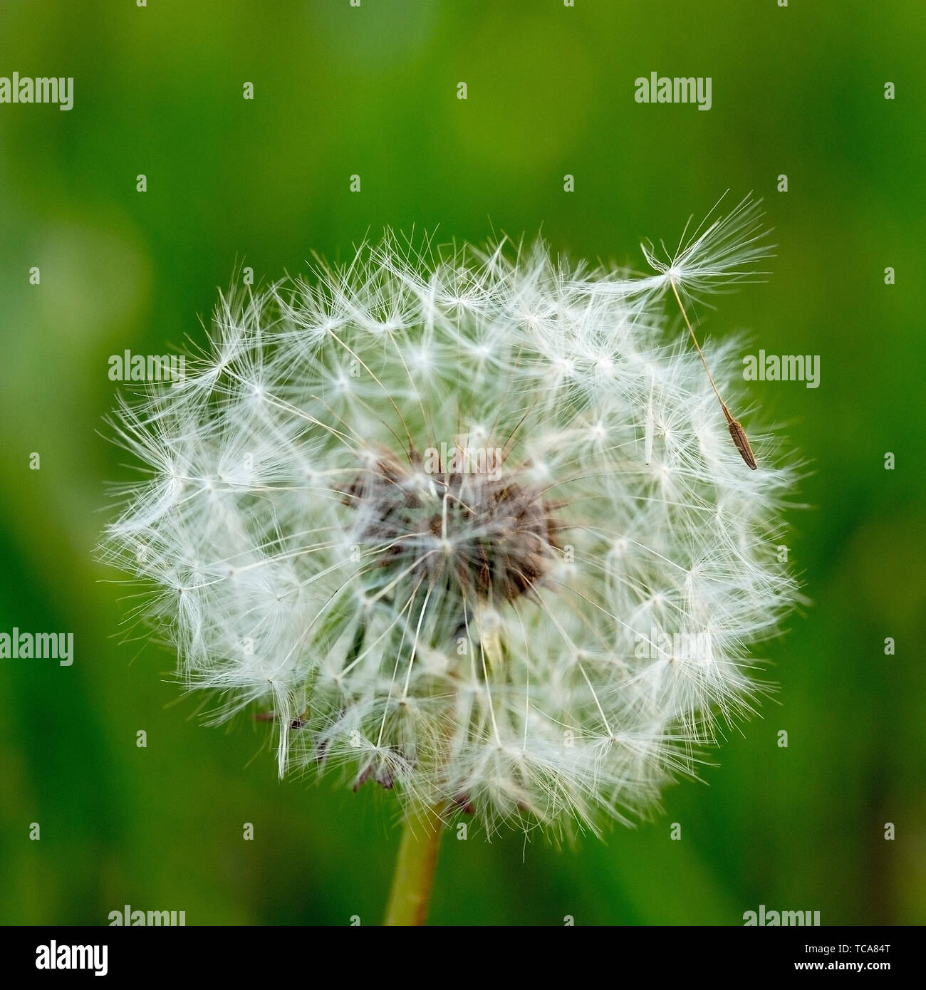Plants attachment hi-res stock photography and images - Alamy