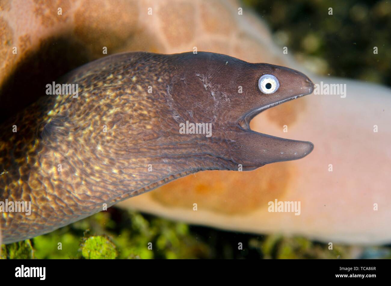 Starfish Site High Resolution Stock Photography and Images - Alamy