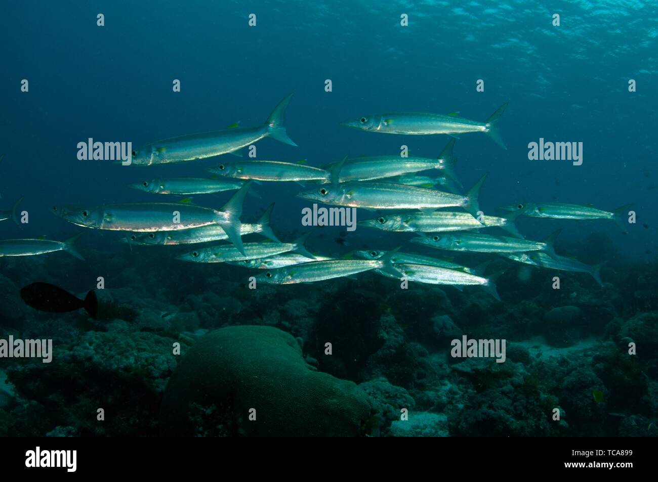 School of bigeye barracuda sphyraena forsteri hi-res stock photography ...