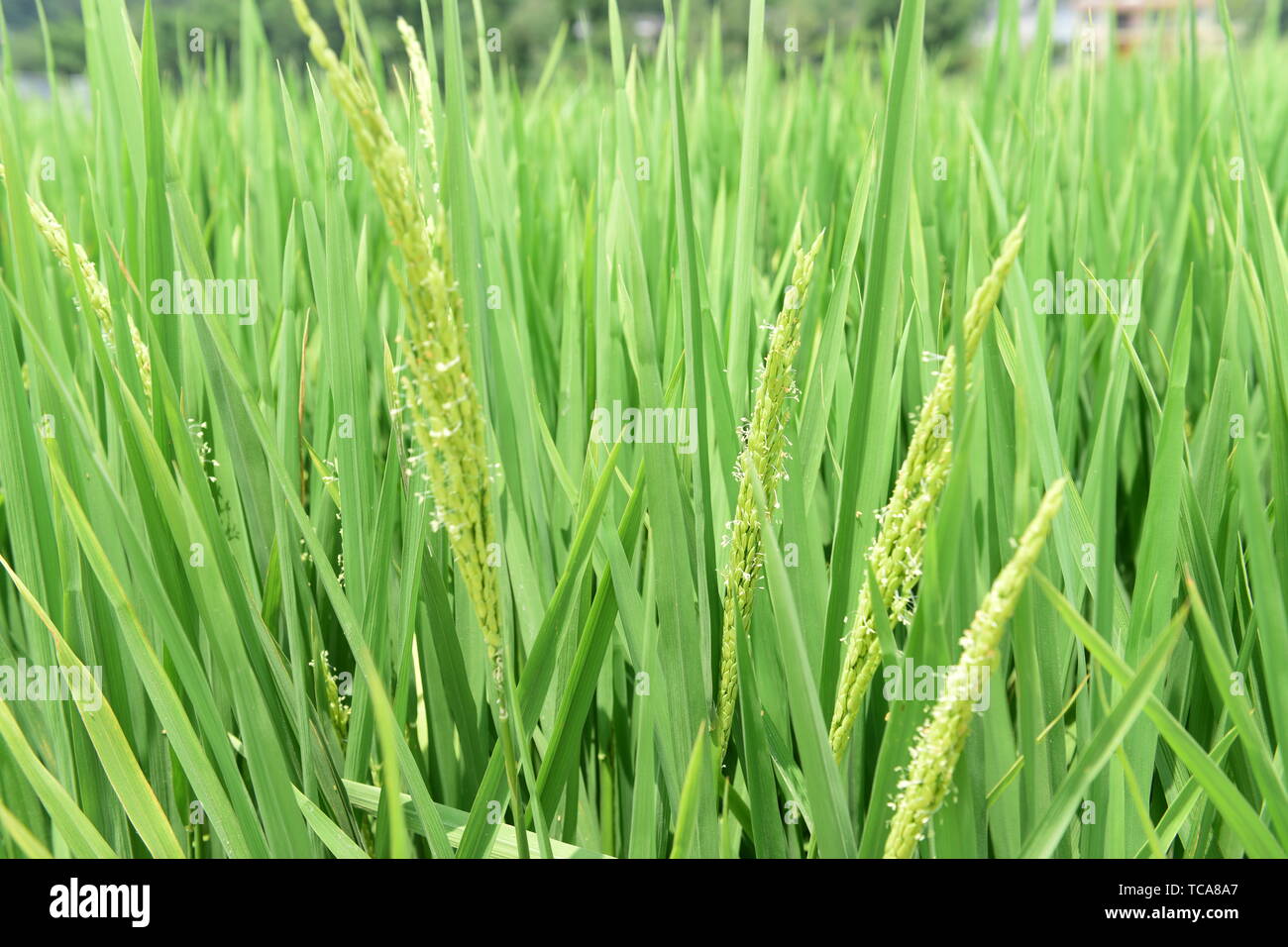 Rice spike paddy field, rice Stock Photo - Alamy