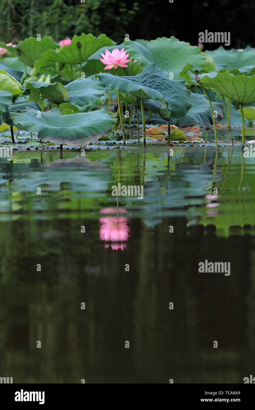 The scenery in the lotus pond Stock Photo - Alamy