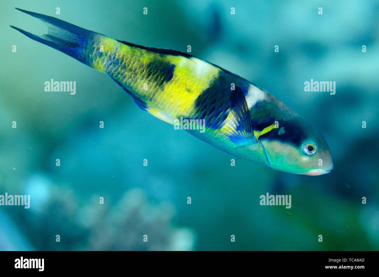 Jansen wrasse hi-res stock photography and images - Alamy