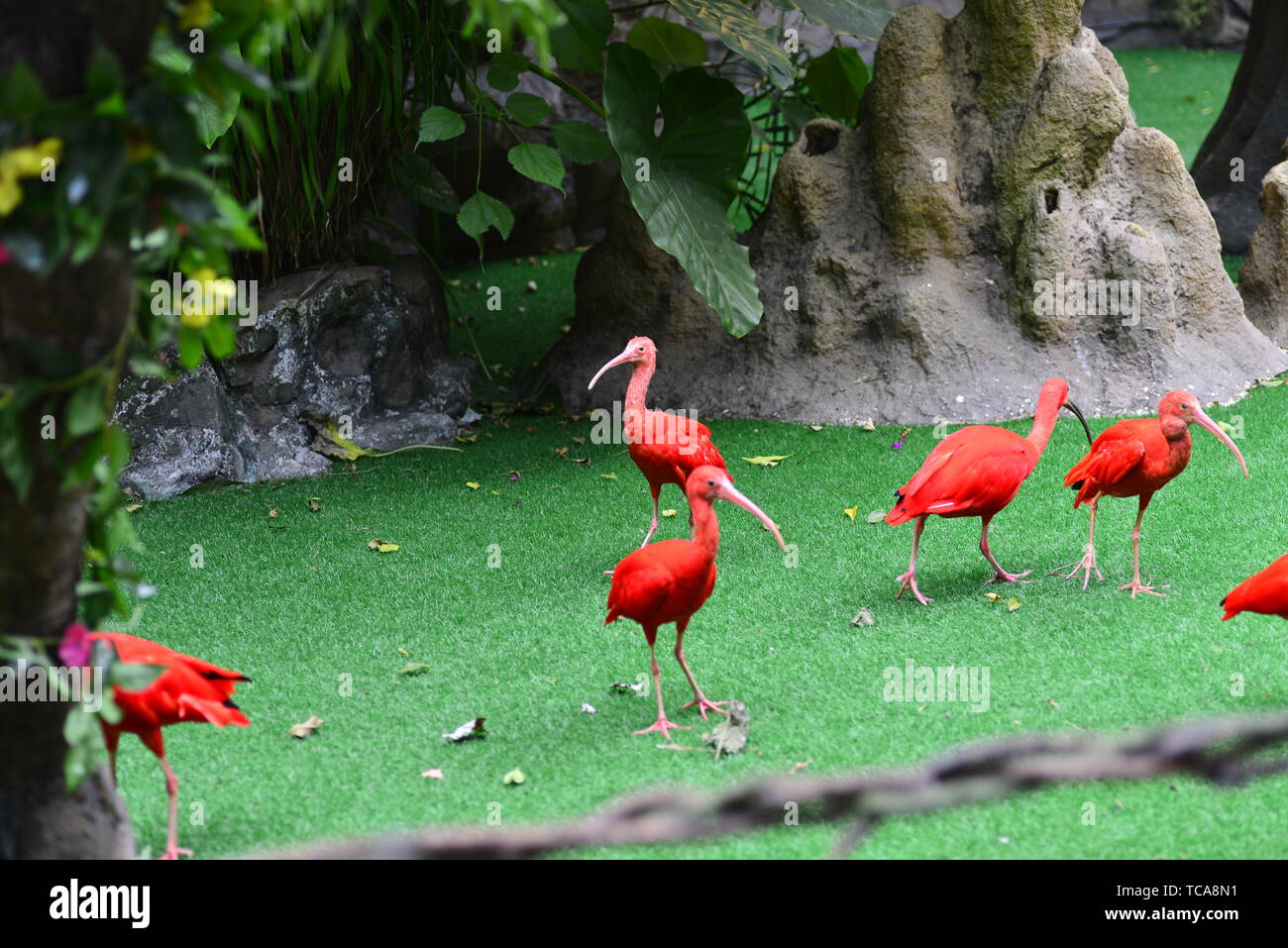 Safari animals HD giant panda Stock Photo - Alamy