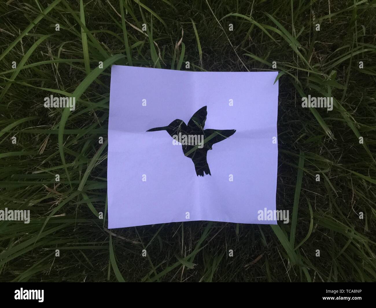 Cut into birds with white paper Stock Photo - Alamy