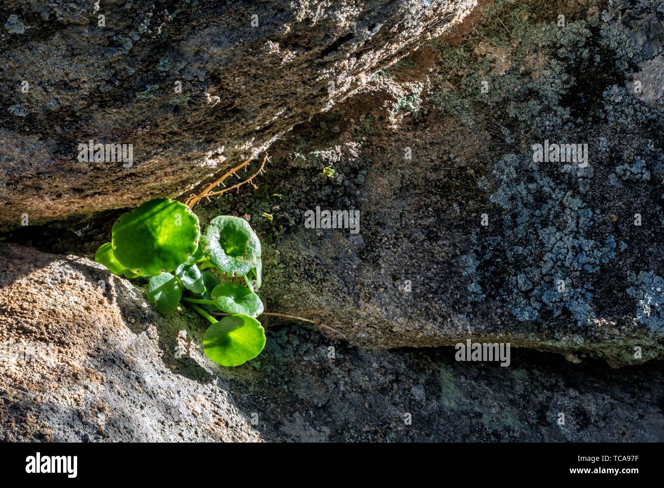 Rock plant life hi-res stock photography and images - Alamy