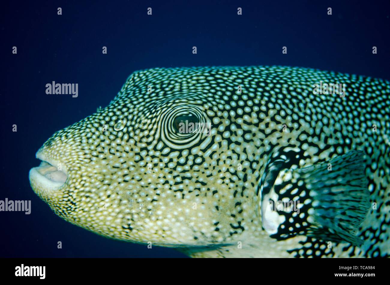 Puffer Fish Blue Sea High Resolution Stock Photography and Images - Alamy