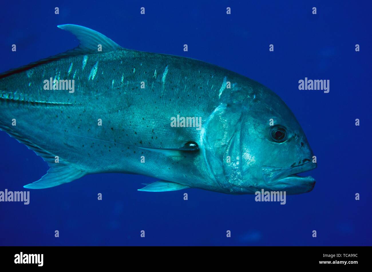 Island Trevally High Resolution Stock Photography and Images - Alamy