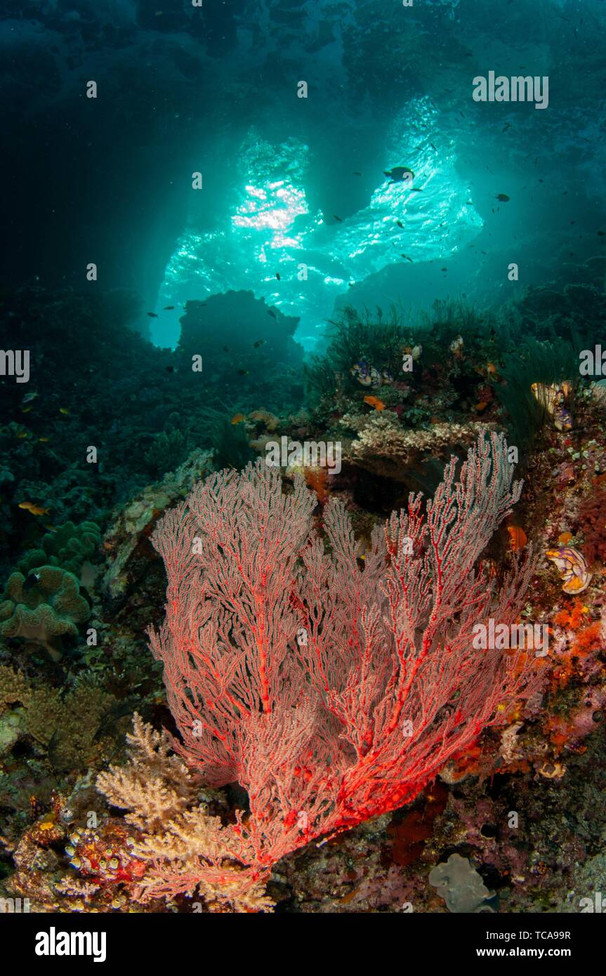 Misool High Resolution Stock Photography and Images - Alamy