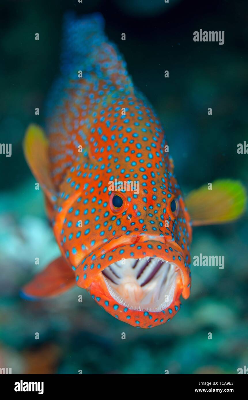 Rock Hind Grouper High Resolution Stock Photography and Images - Alamy