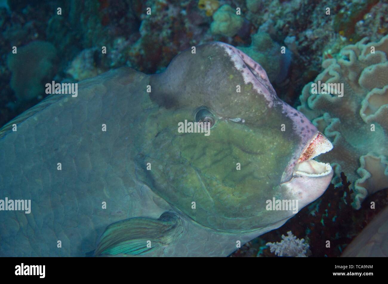 Fish Bumphead Parrotfish High Resolution Stock Photography and Images ...