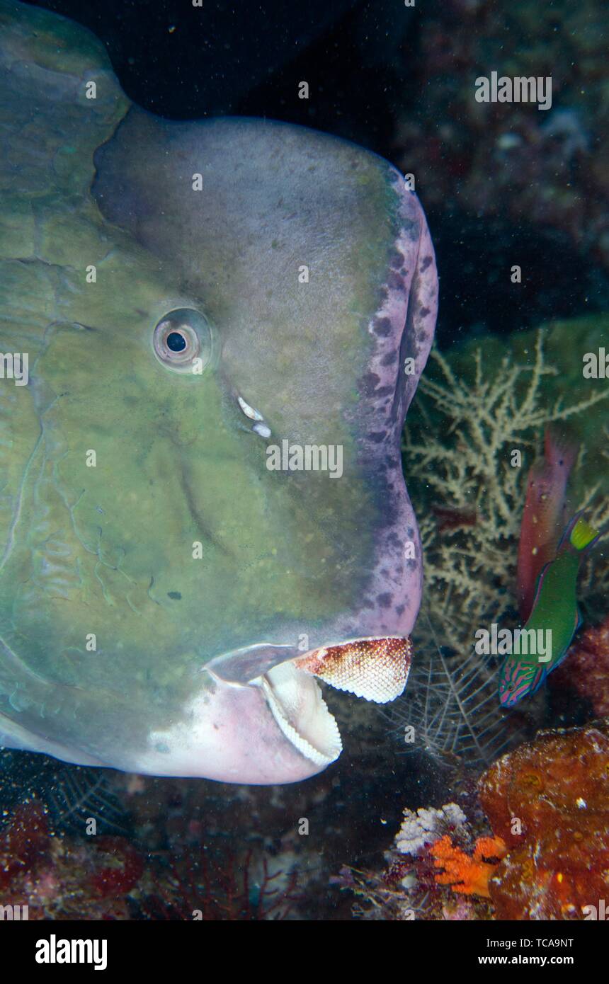 Fish Bumphead Parrotfish High Resolution Stock Photography and Images ...