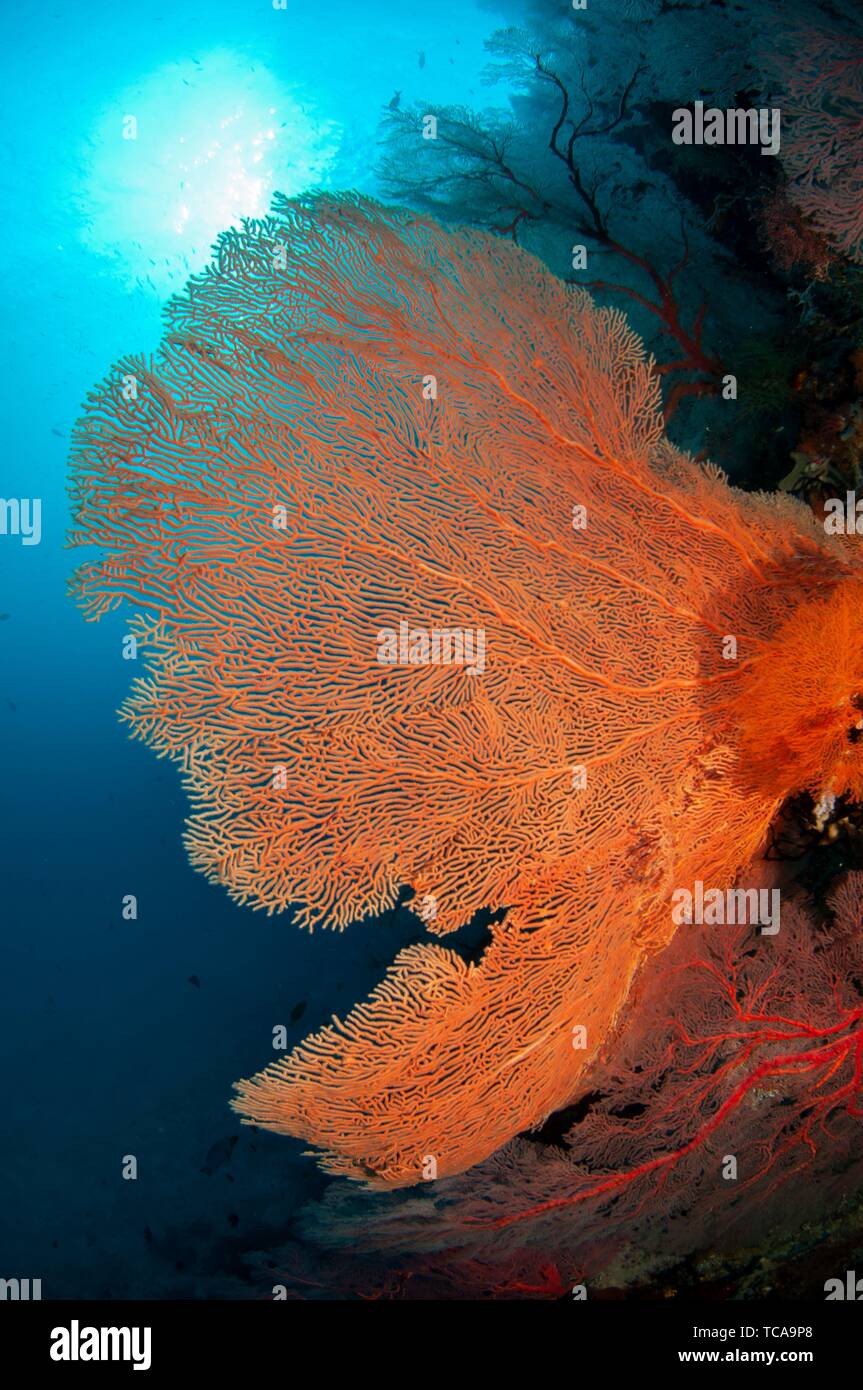 Dara Island High Resolution Stock Photography and Images - Alamy