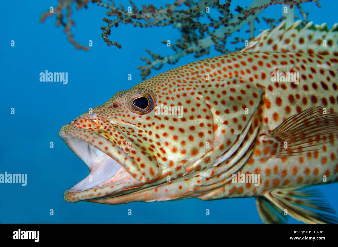 Grouper Mouth High Resolution Stock Photography and Images - Alamy