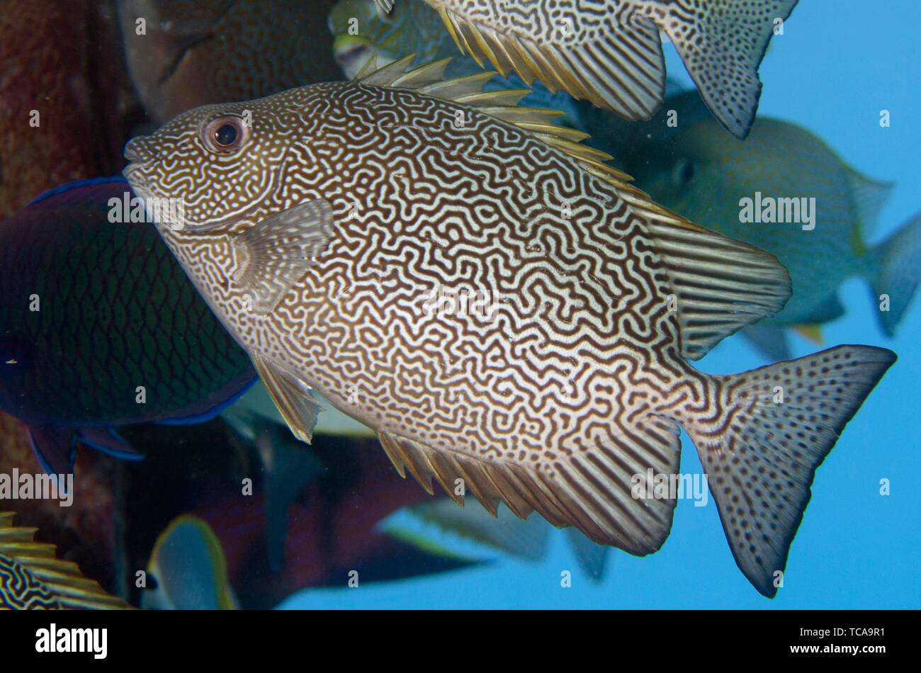 Rabbitfish High Resolution Stock Photography and Images - Alamy