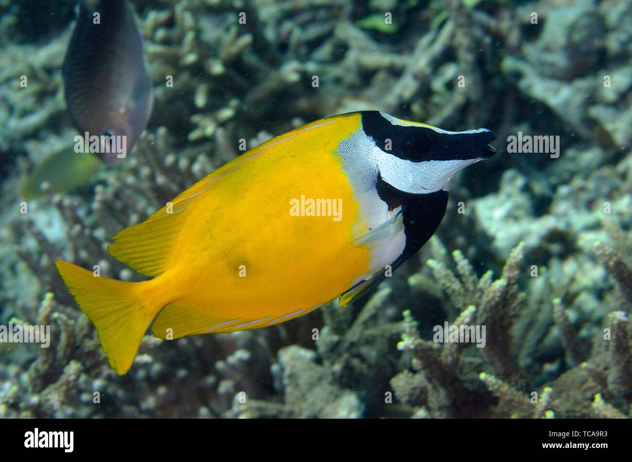 Rabbitfish High Resolution Stock Photography and Images - Alamy