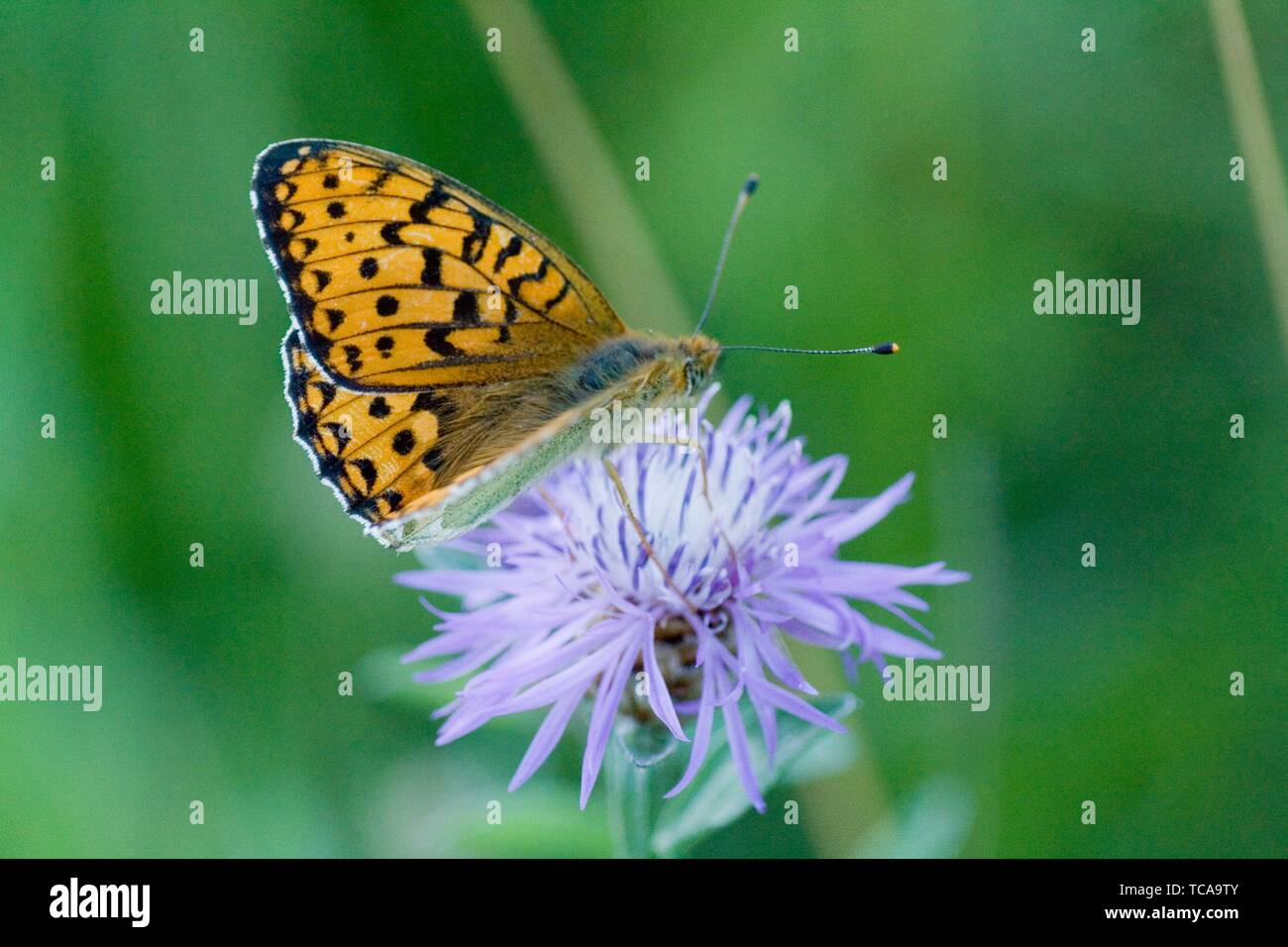 Olive green patches hi-res stock photography and images - Alamy