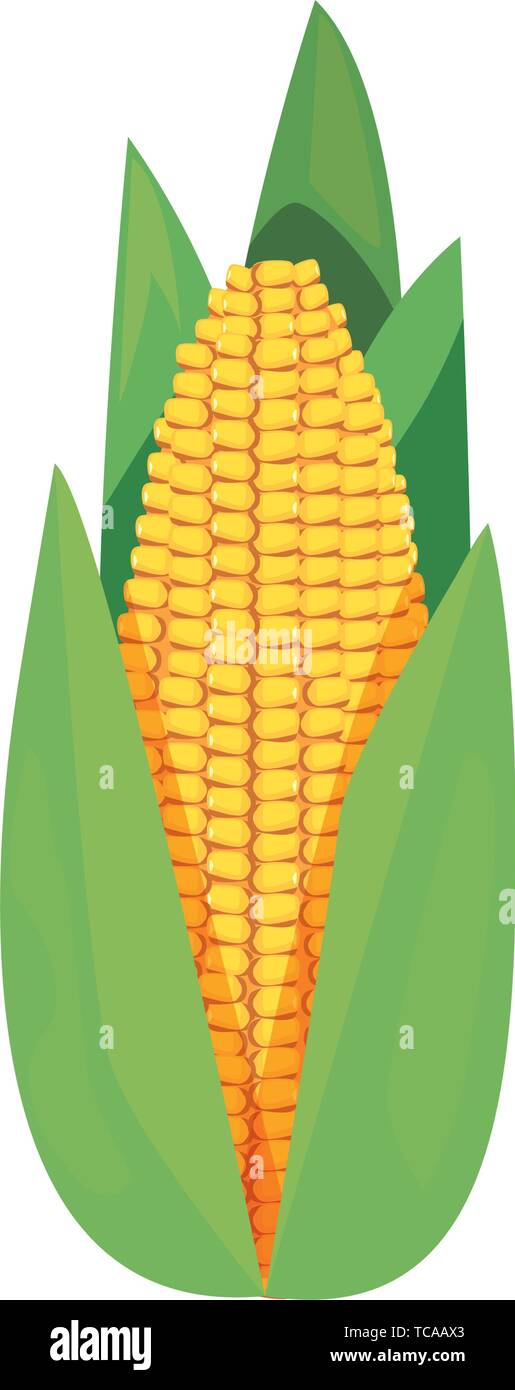 corn fresh vegetables farm food vector illustration Stock Vector Image ...