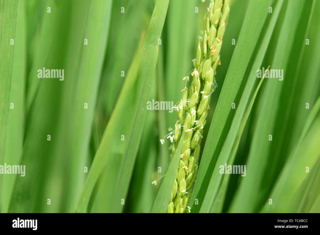 Rice spike paddy field, rice Stock Photo - Alamy