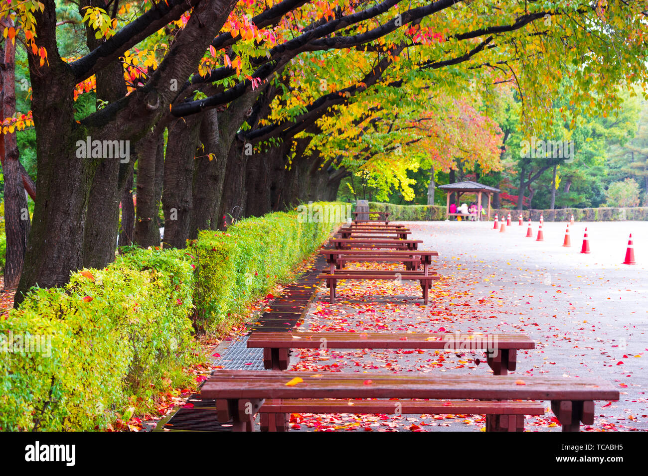 road with wood tables and benches in park Stock Photo - Alamy