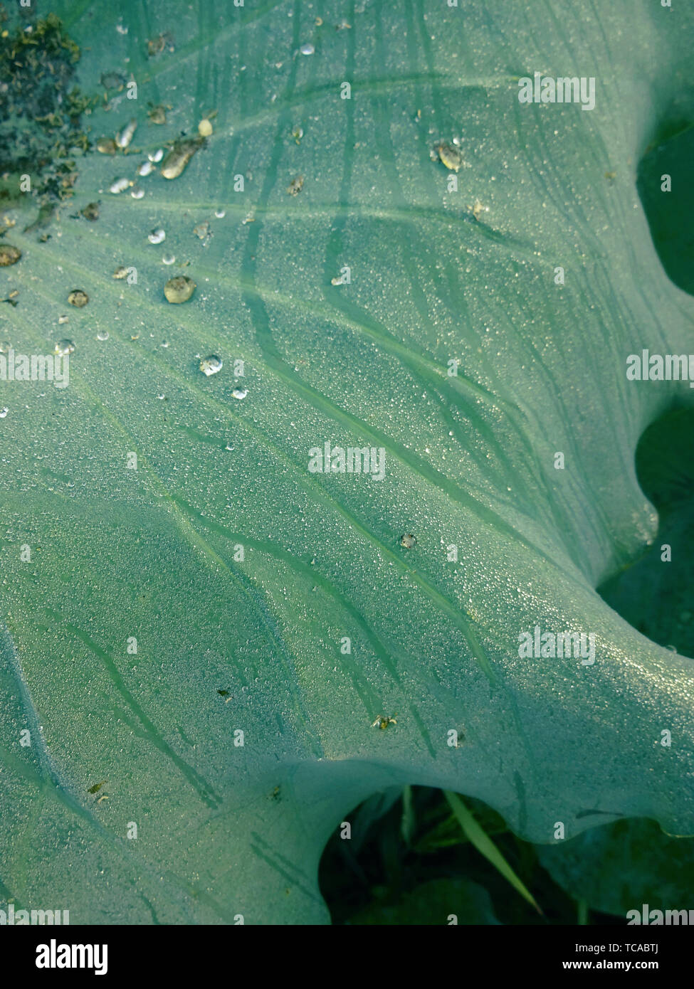 The dew and marks on the lotus leaves in the morning Stock Photo - Alamy