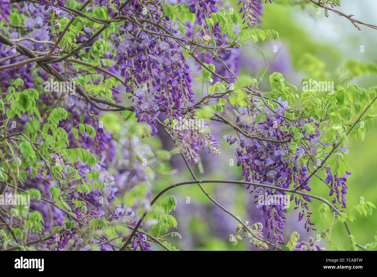 Purple flowers in nature Stock Photo - Alamy