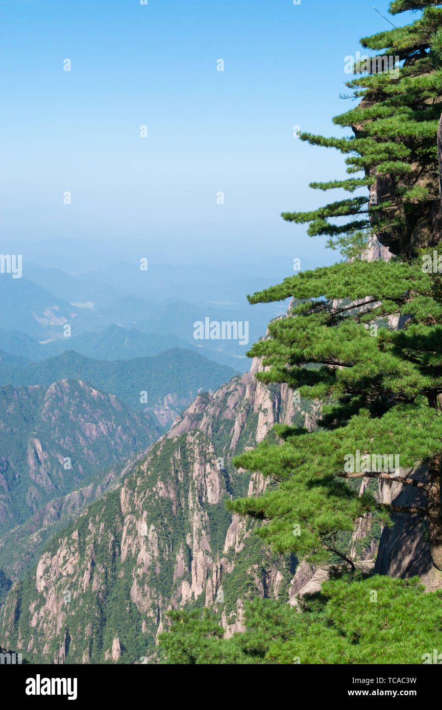 Huangshan pine hi-res stock photography and images - Alamy