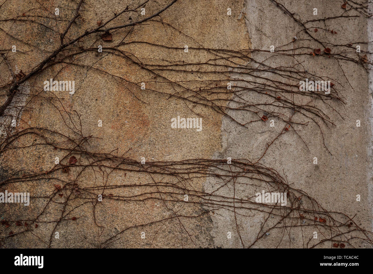 The dead vine on the stone wall Stock Photo - Alamy