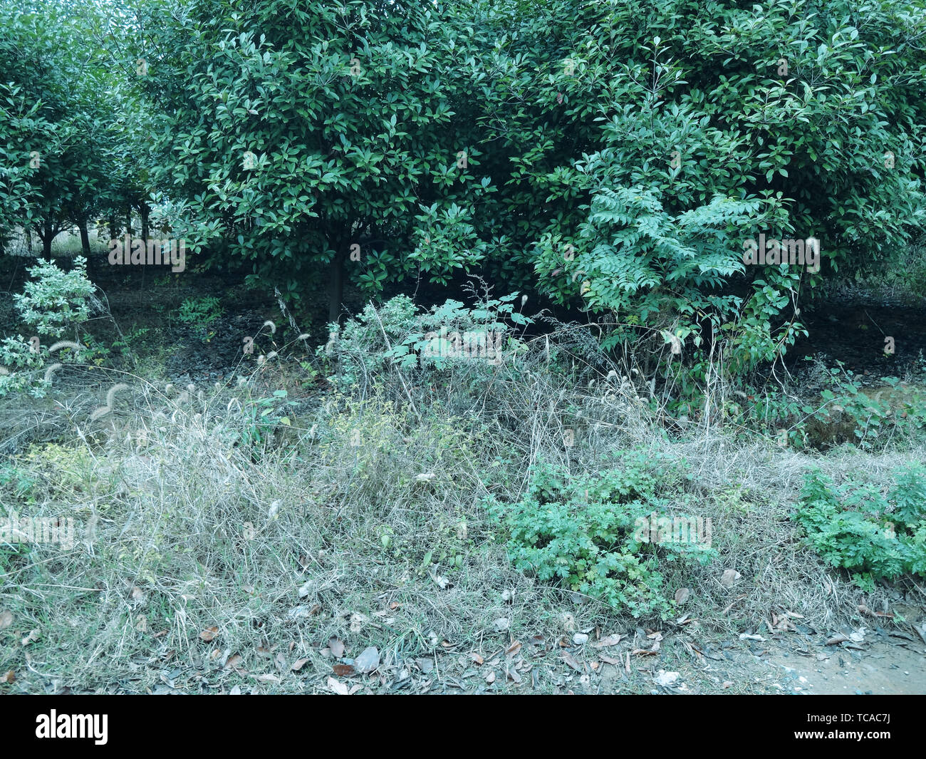 Camphor tree background Stock Photo - Alamy