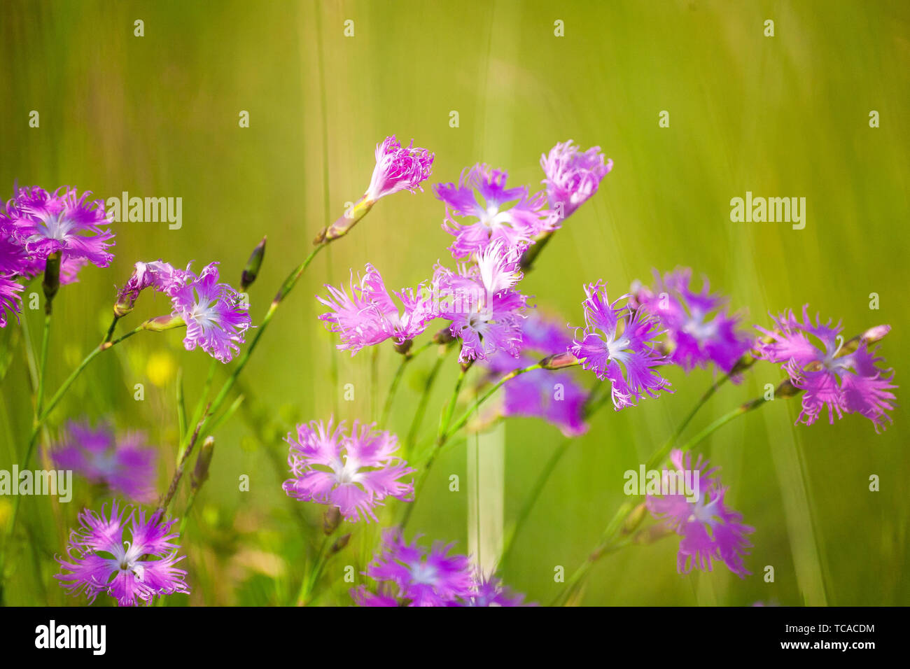 The mountain Qu Mai blooms in the early morning sun Stock Photo - Alamy