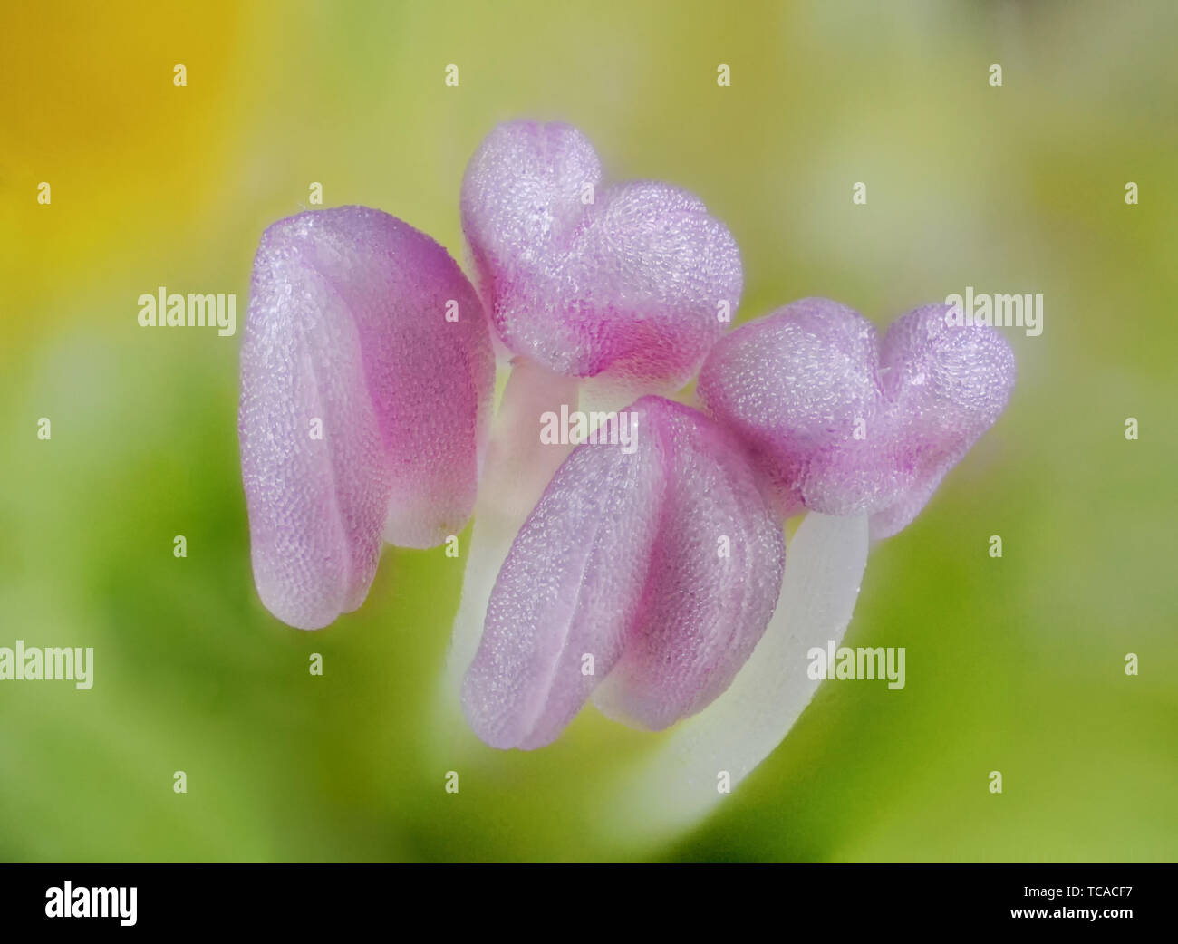 A set of microscopic flowers taken with ultra-microscopic lenses Stock ...