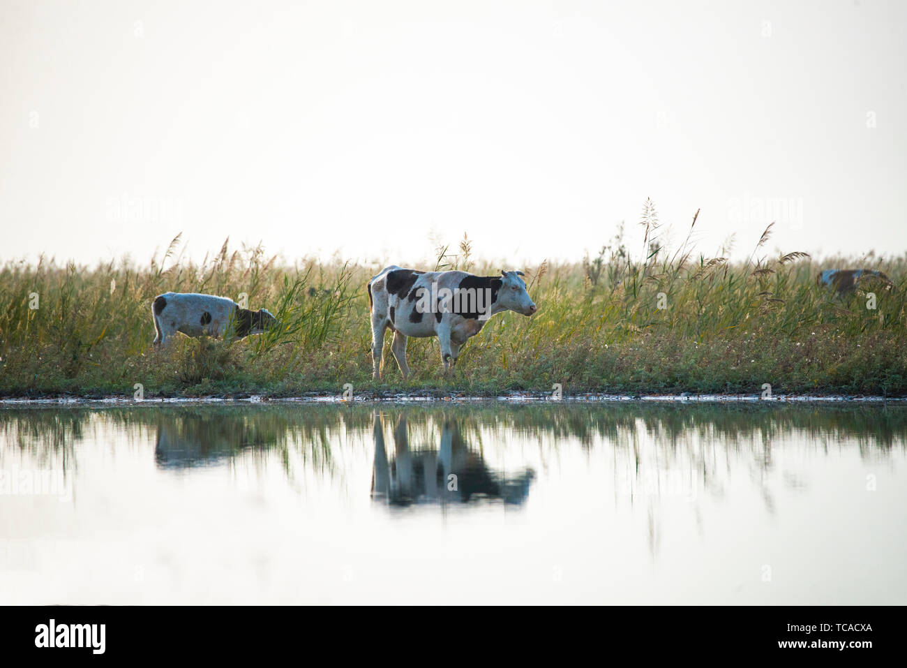 Mammals outdoor hi-res stock photography and images - Alamy