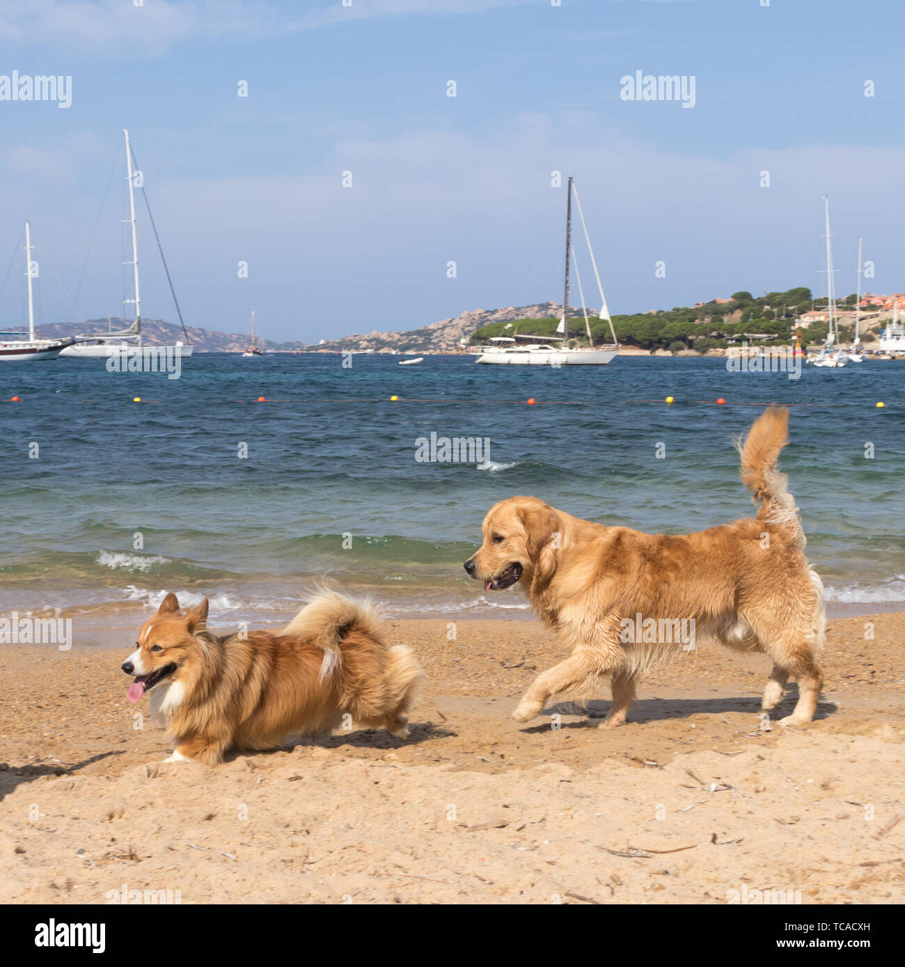 Group of small dogs hi-res stock photography and images - Alamy
