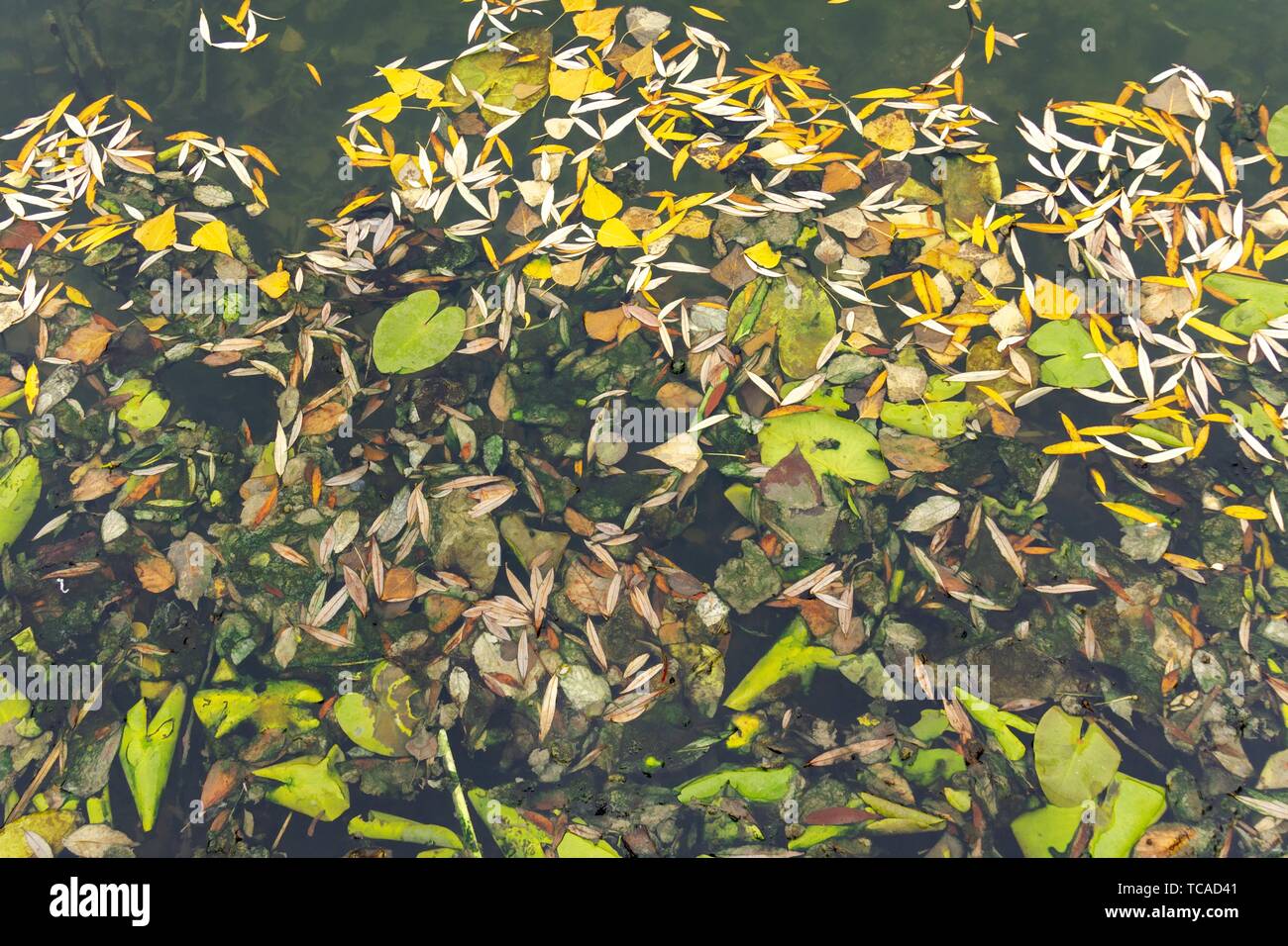 Overhead shot of a dirty polluted river full of leaves and dirt Stock ...