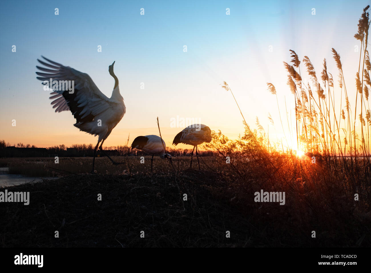Beautiful red-crowned cranes Stock Photo - Alamy
