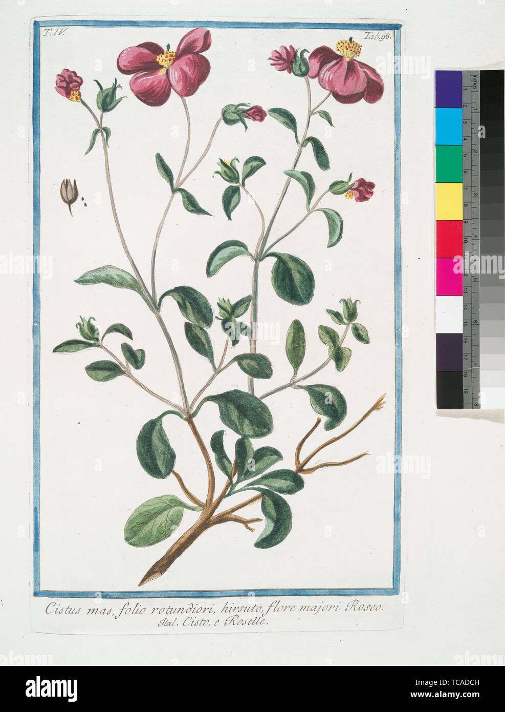 Gravier rose hi-res stock photography and images - Alamy