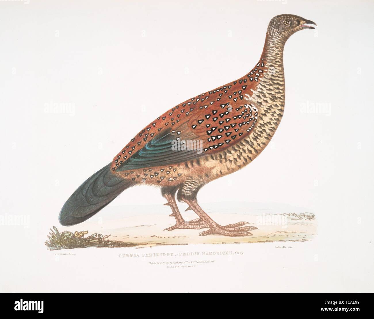 Indian partridge hi-res stock photography and images - Alamy