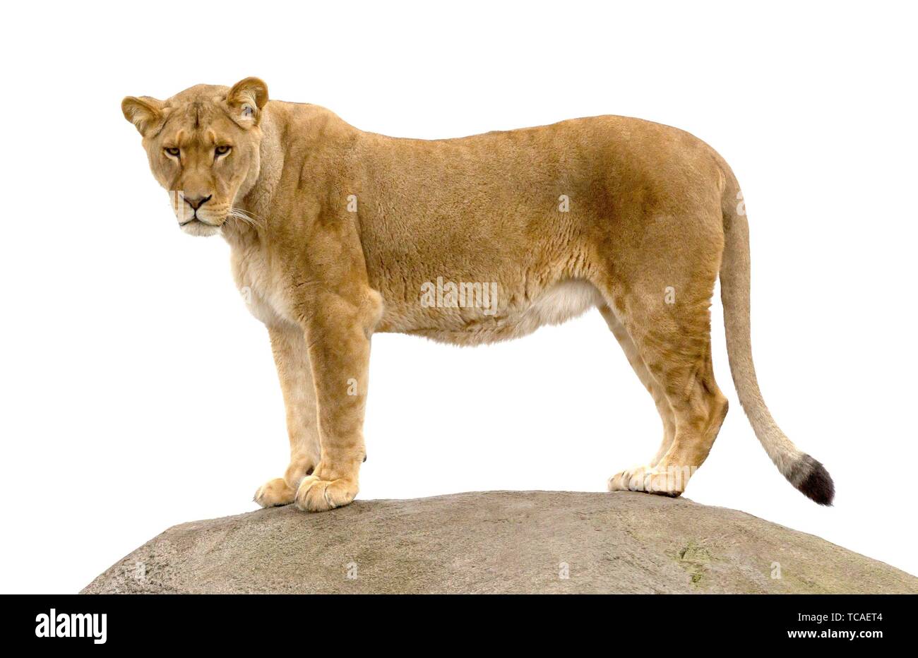 Lioness Standing