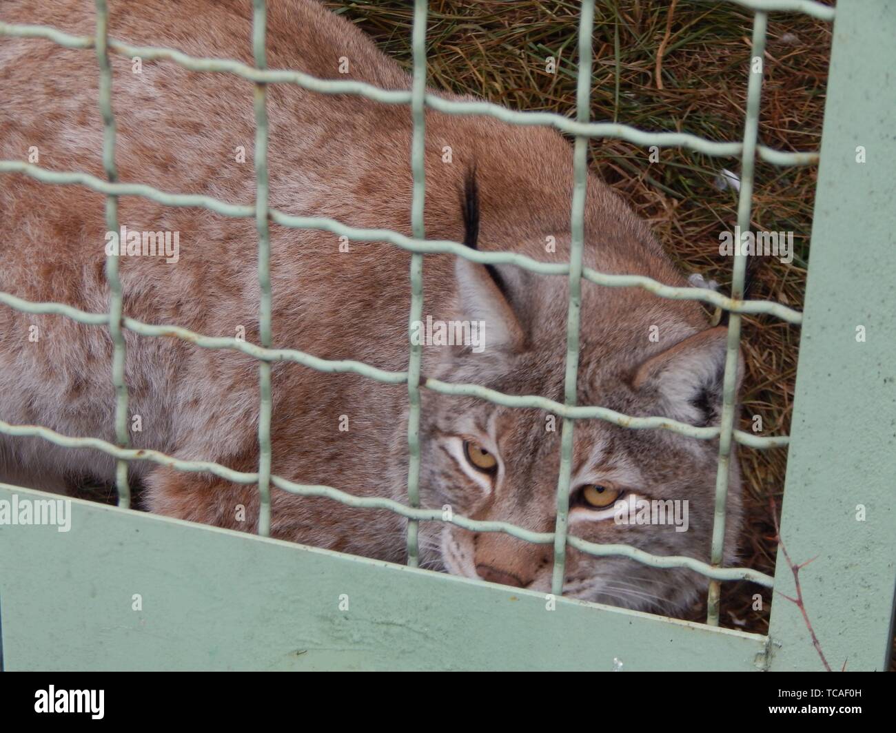 Lynx In Cage High Resolution Stock Photography and Images - Alamy