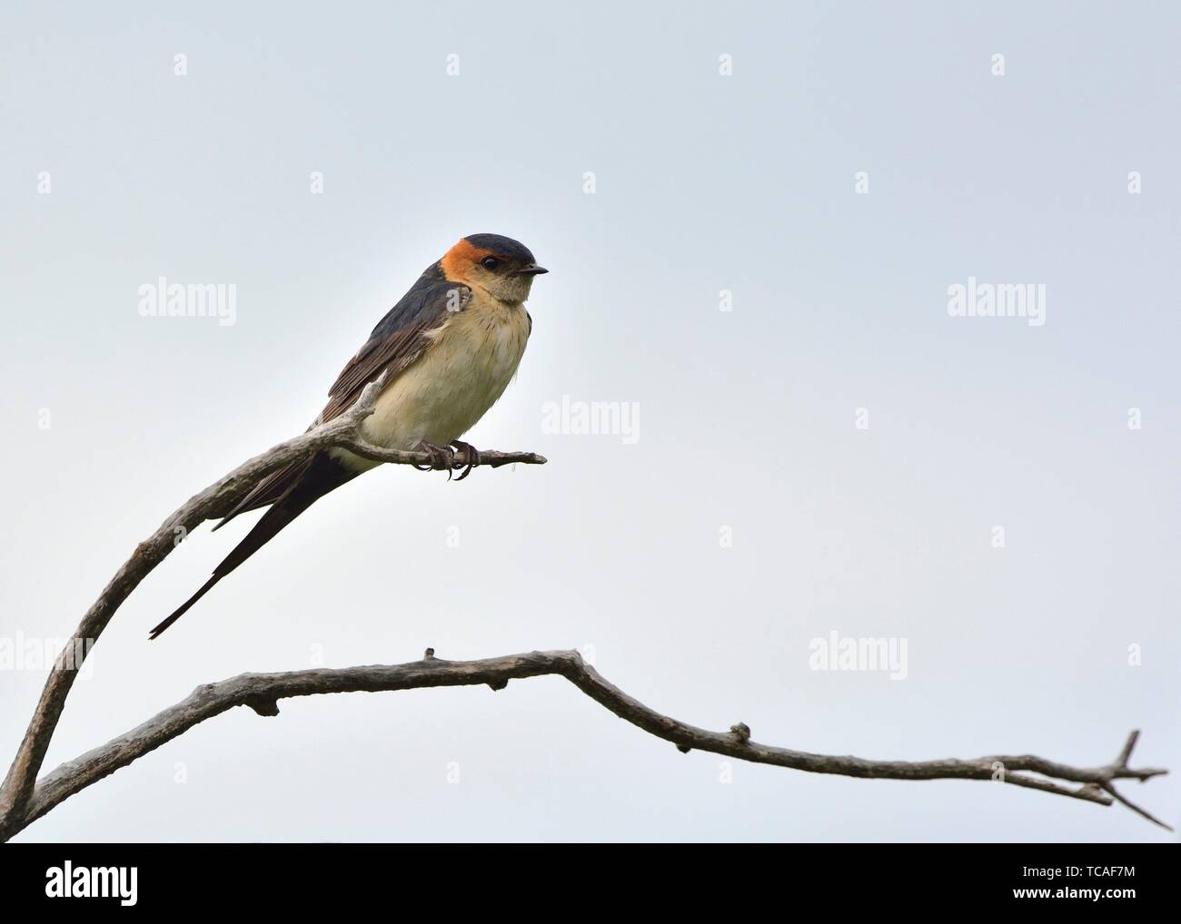 Red swallow hi-res stock photography and images - Alamy