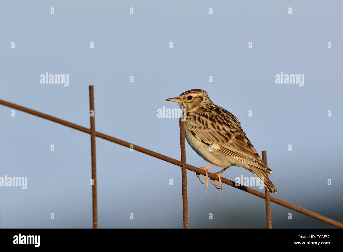 Woodlark bird hi-res stock photography and images - Alamy